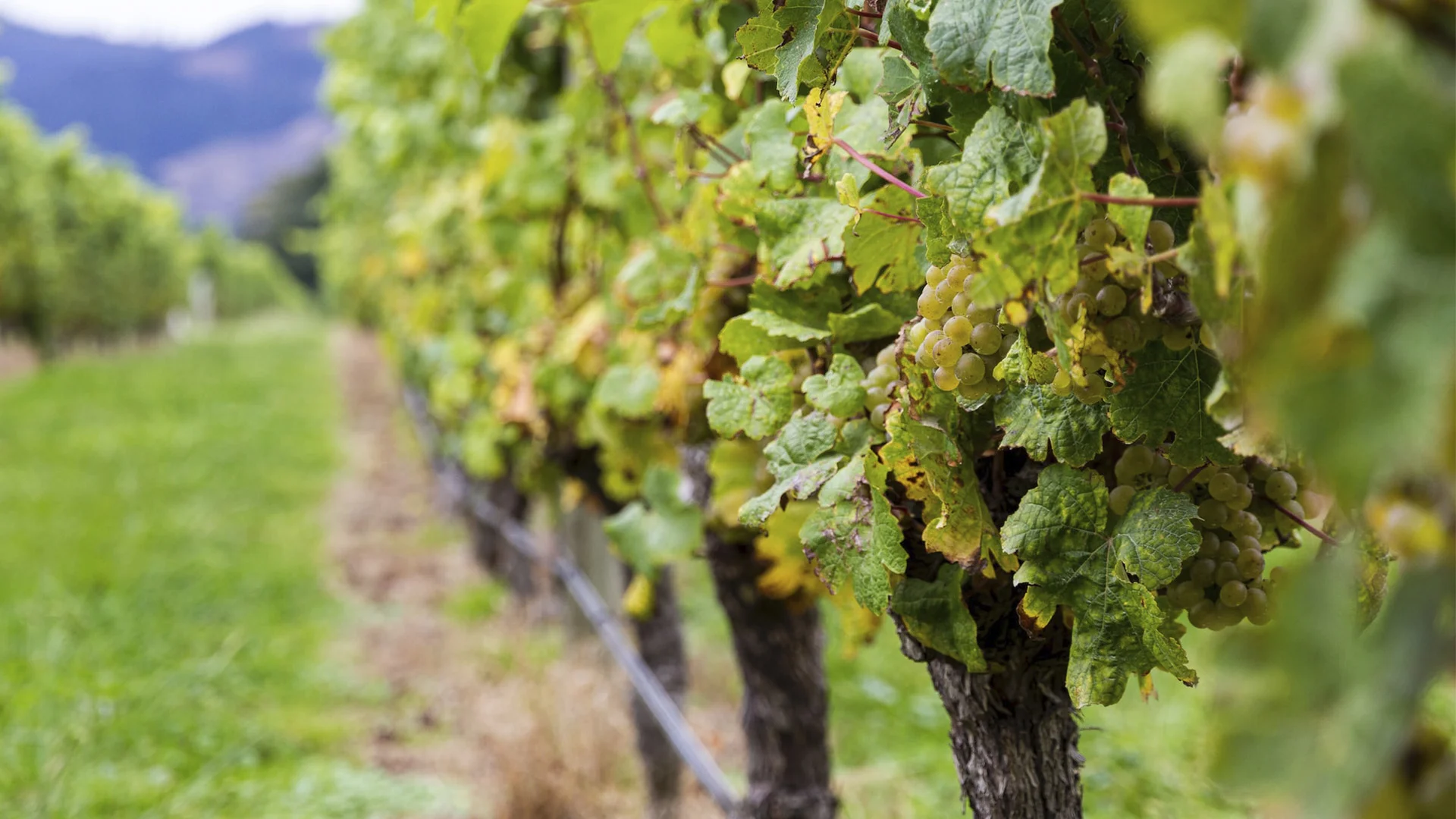 Understanding the Glera Grape: Characteristics and Uses